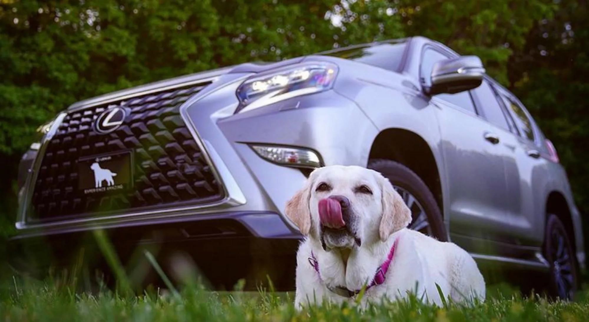 From car reviews to sim racing and PC building with Andie the Lab | ROG ...